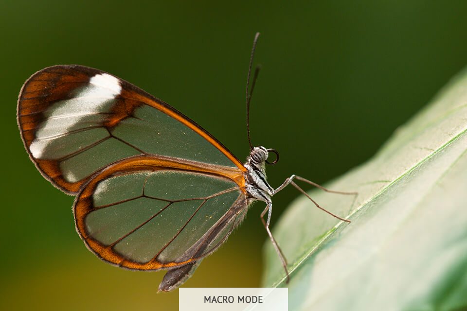 Camera Modes Guide for Amateurs