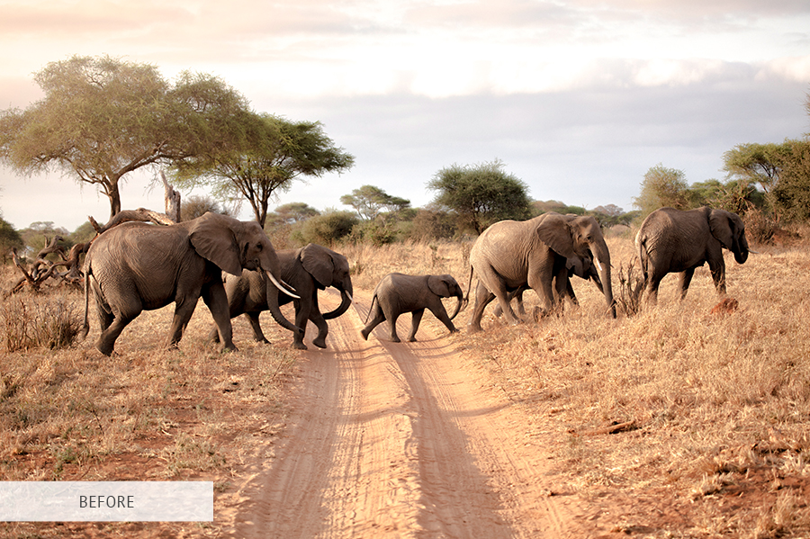 10 Nature Photography Tips for Beginners – How to Improve Your Skills?