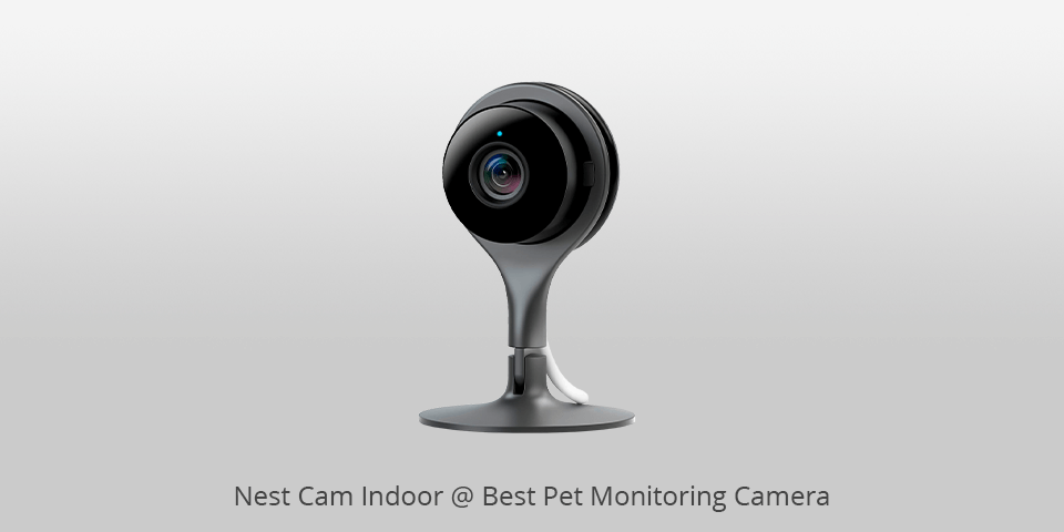 11 Best Pet Cameras For Your Money in 2025