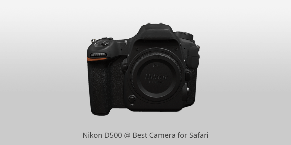9 Best Cameras for Safari in 2022