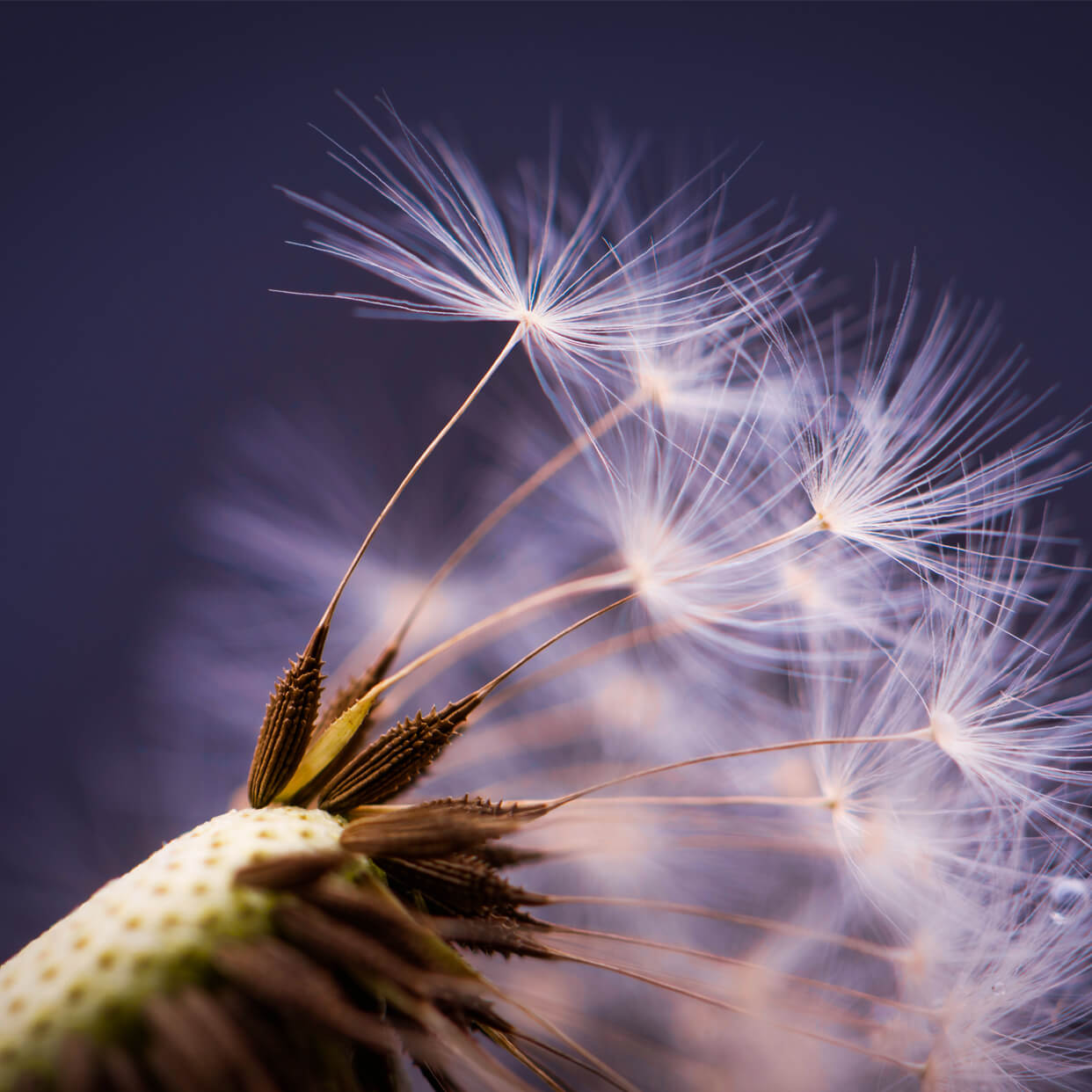 Indoor Macro Photography Ideas