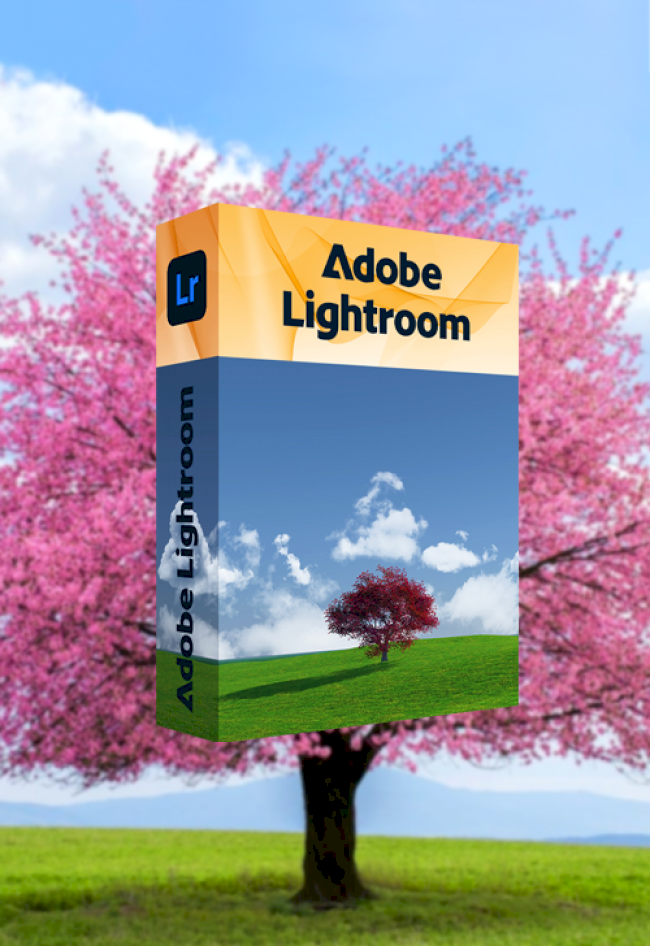 Trees Photography Aesthetics: 9 Tips For Every Season