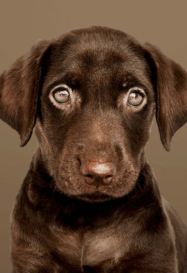 25 Fun and Heartwarming Dog Photo Ideas You’ve Never Tried