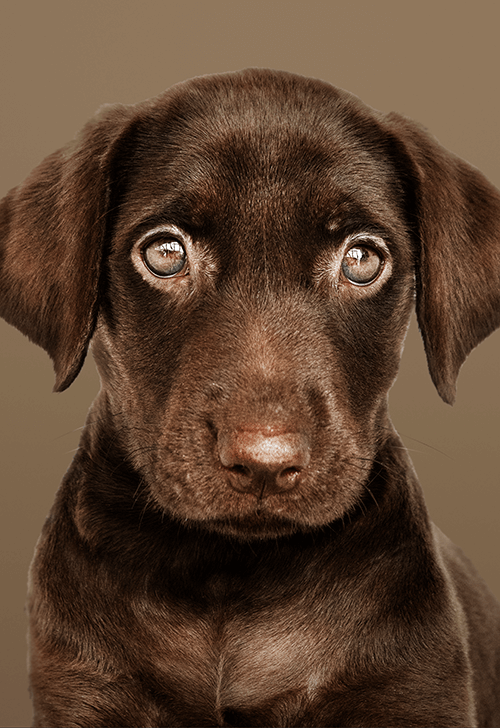 25 Fun and Heartwarming Dog Photo Ideas You’ve Never Tried