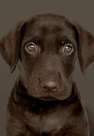 25 Fun and Heartwarming Dog Photo Ideas You’ve Never Tried