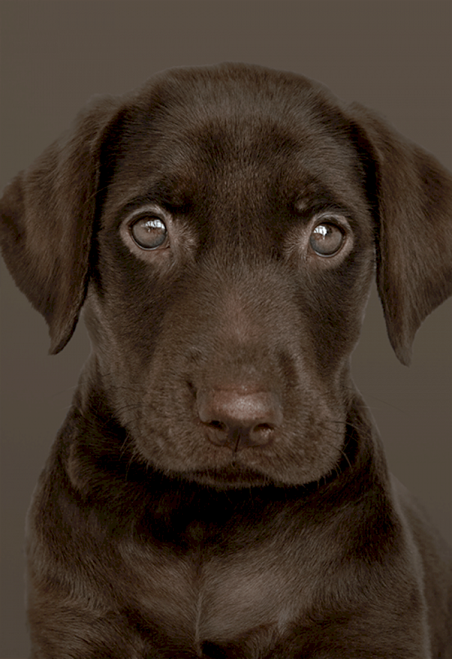 25 Fun and Heartwarming Dog Photo Ideas You’ve Never Tried