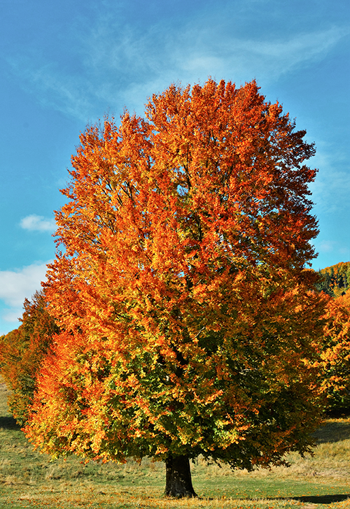 Trees Photography Aesthetics: 9 Tips For Every Season