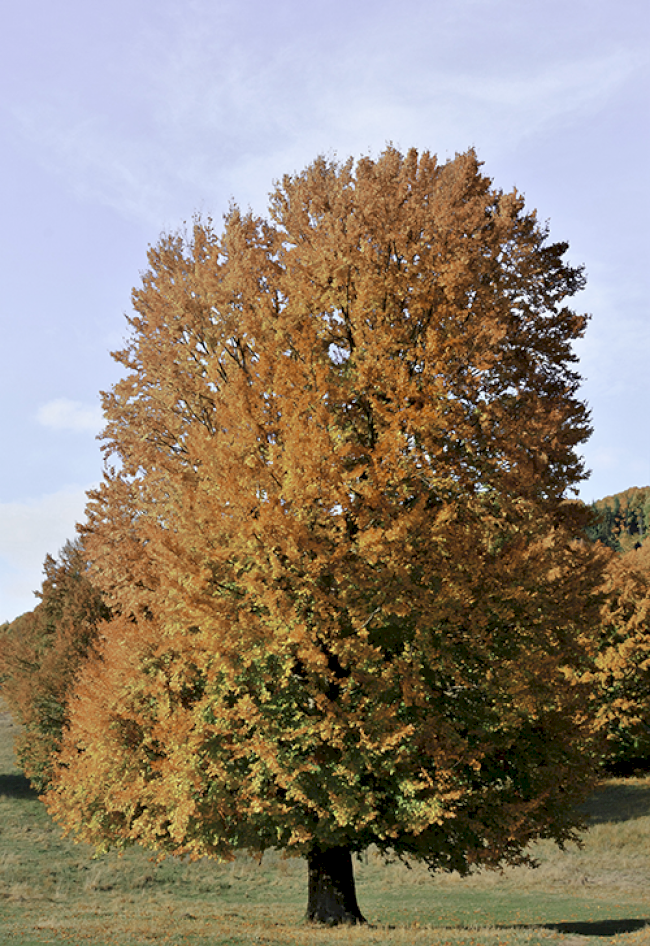 Trees Photography Aesthetics: 9 Tips For Every Season