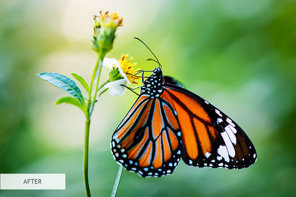 Macro Photography: Ultimate Guide for Beginners