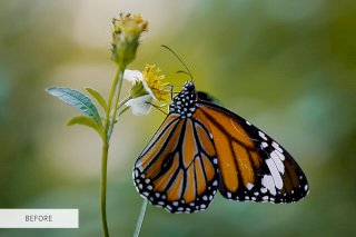 Macro Photography: Ultimate Guide for Beginners