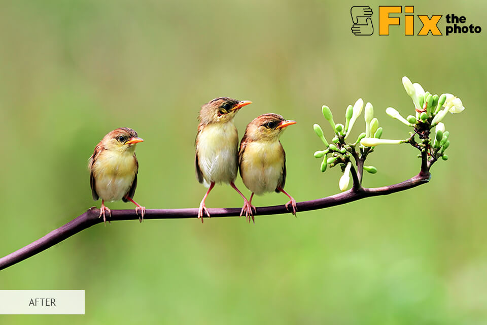 How to Use the Rule of Odds in Photography: Tips & Ideas