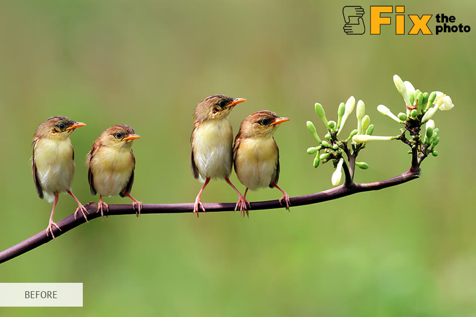 How to Use the Rule of Odds in Photography: Tips & Ideas