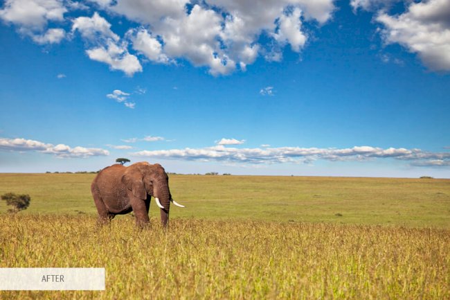 Safari Photography Tips for Beginners