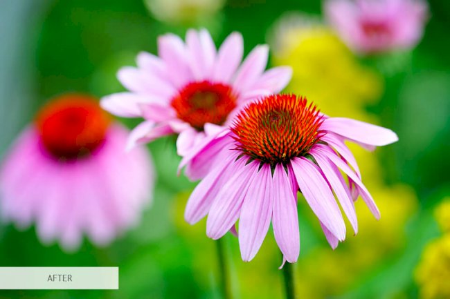 Complementary Colors in Photography: 21 Tips