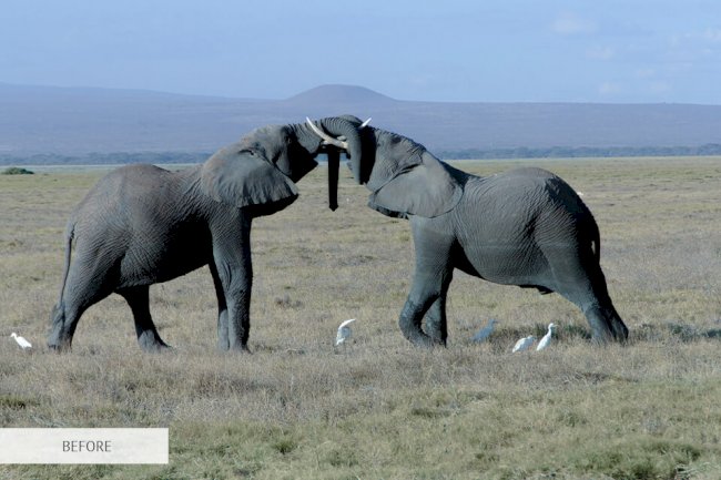 Safari Photography Tips for Beginners