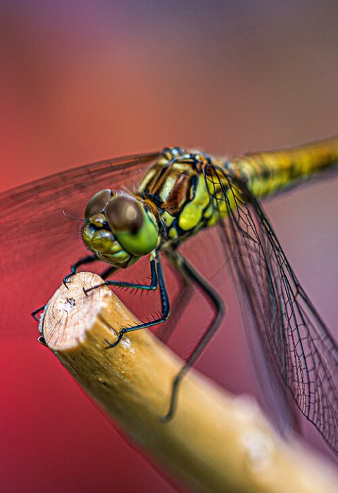 Micro Photography Guide From A Professional Photographer