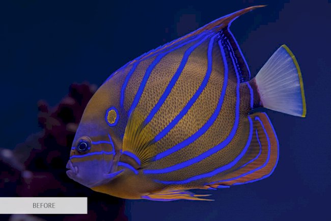 Complementary Colors in Photography: 21 Tips