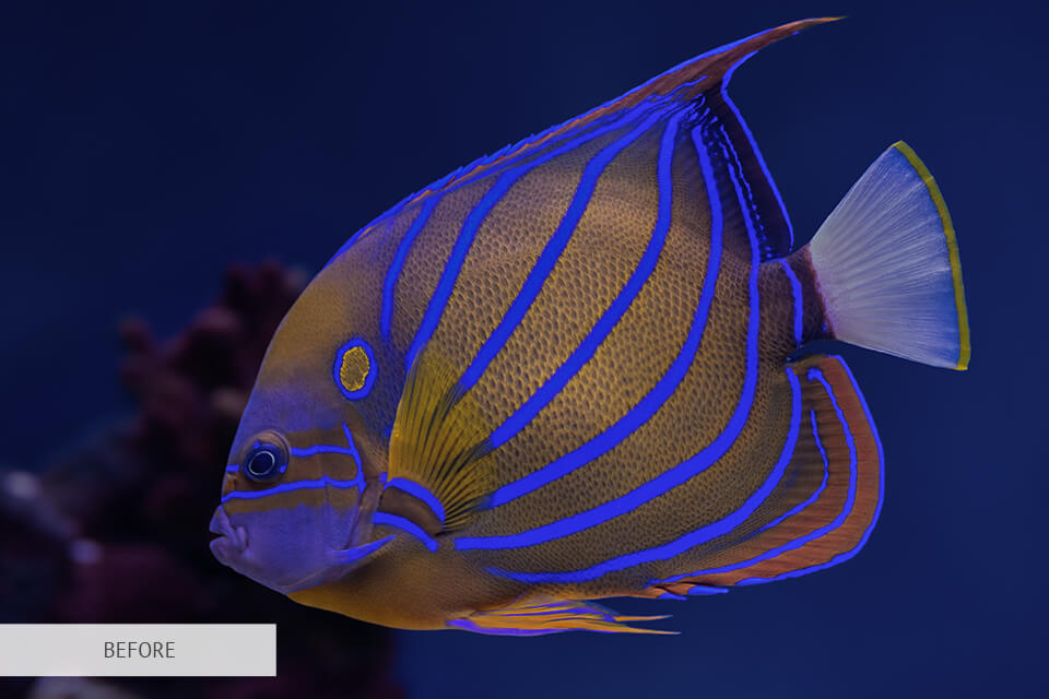 Complementary Colors in Photography: 21 Tips