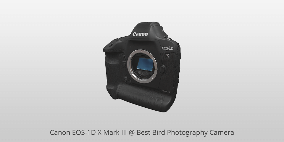 10 Best Bird Photography Cameras in 2023