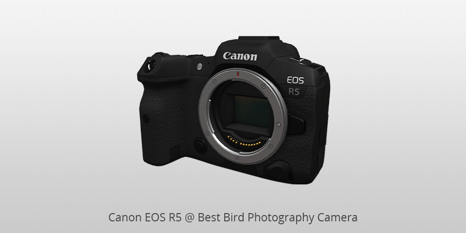 10 Best Bird Photography Cameras in 2023