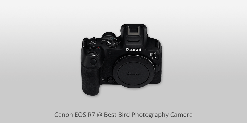 8 Best Bird Photography Cameras in 2025