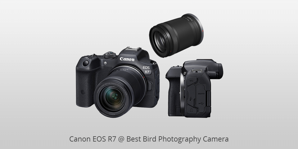10 Best Bird Photography Cameras in 2023