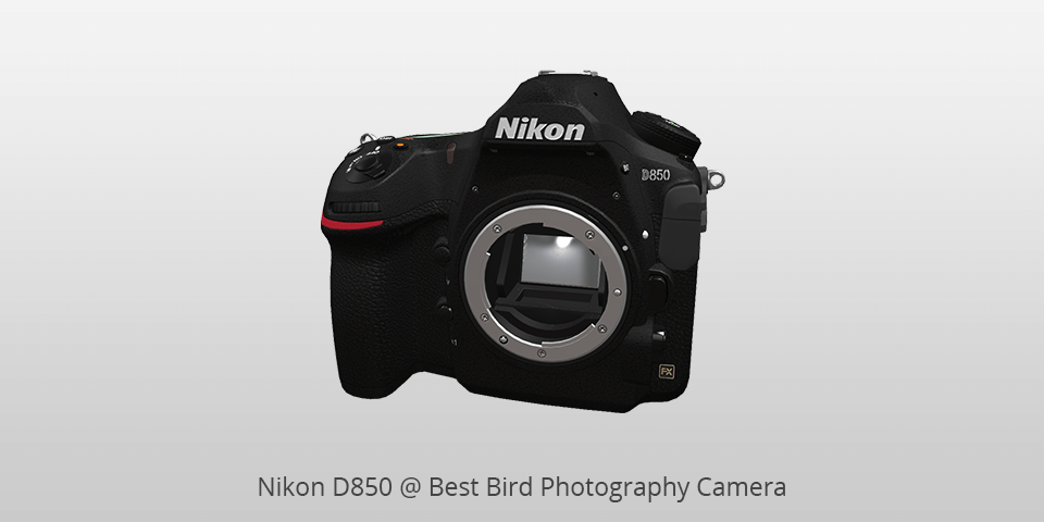 10 Best Bird Photography Cameras in 2023