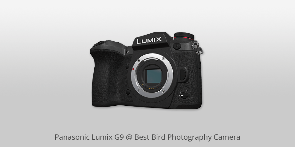 8 Best Bird Photography Cameras in 2025