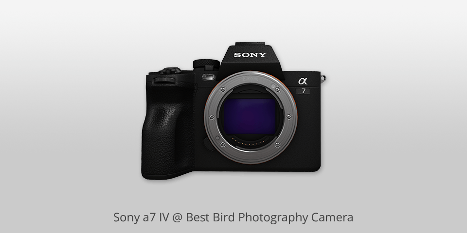 8 Best Bird Photography Cameras in 2025