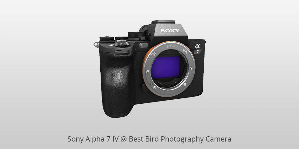 10 Best Bird Photography Cameras in 2023