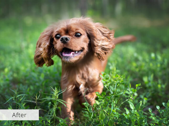 #1 Animal Photo Editor Services | Fixthephoto