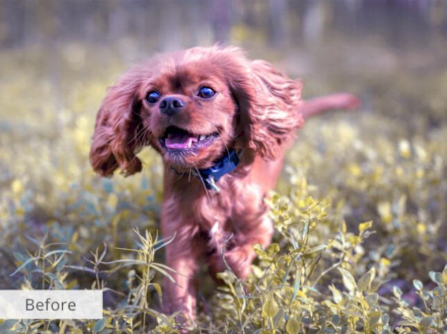 #1 Animal Photo Editor Services | Fixthephoto