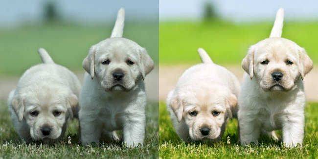 #1 Animal Photo Editor Services | Fixthephoto