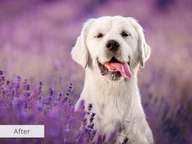 #1 Animal Photo Editor Services | Fixthephoto