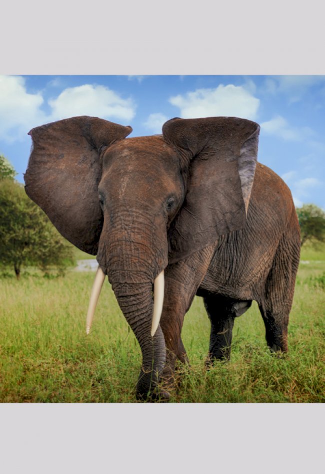 #1 Animal Photo Editor Services | Fixthephoto