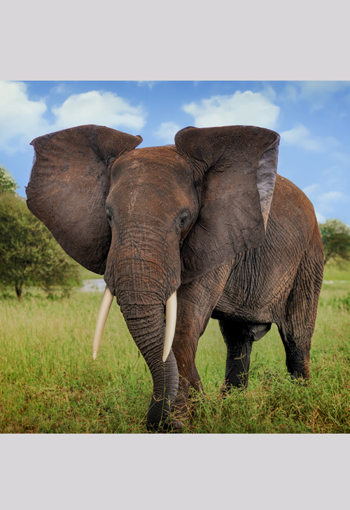 #1 Animal Photo Editor Services | Fixthephoto