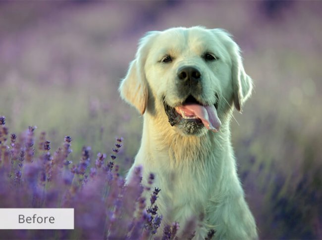 #1 Animal Photo Editor Services | Fixthephoto