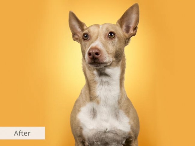 #1 Animal Photo Editor Services | Fixthephoto