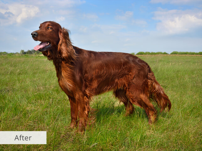 #1 Animal Photo Editor Services | Fixthephoto