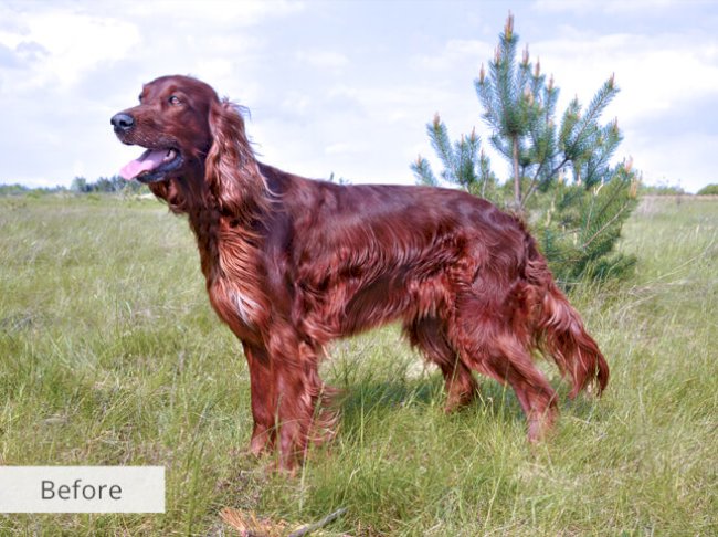 #1 Animal Photo Editor Services | Fixthephoto