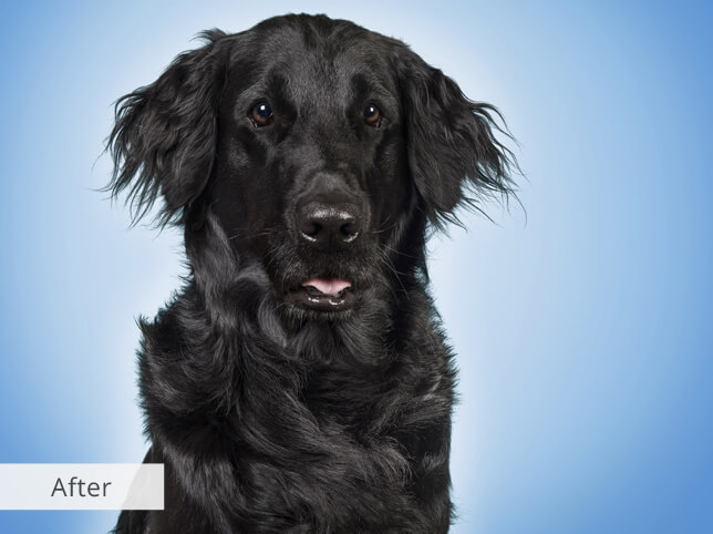 #1 Animal Photo Editor Services | Fixthephoto