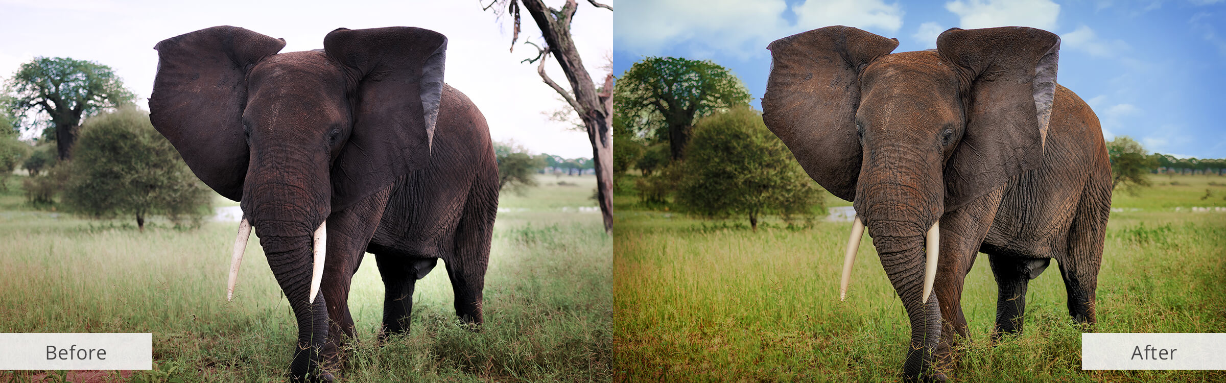 #1 Animal Photo Editor Services | Fixthephoto