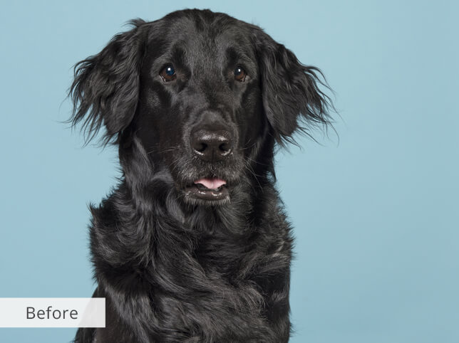 #1 Animal Photo Editor Services | Fixthephoto