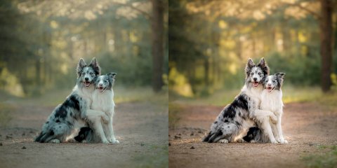 #1 Animal Photo Editor Services | Fixthephoto