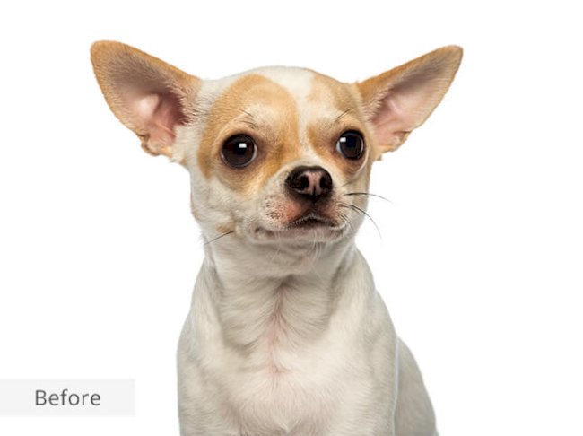 #1 Animal Photo Editor Services | Fixthephoto