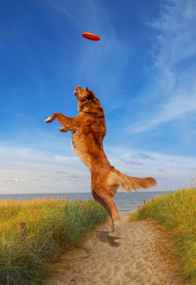 #1 Animal Photo Editor Services | Fixthephoto