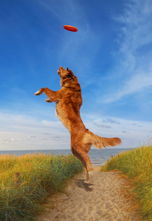 #1 Animal Photo Editor Services | Fixthephoto