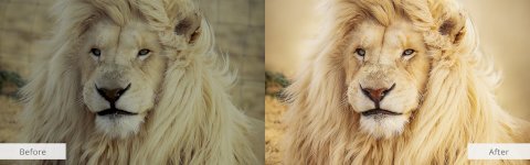 #1 Animal Photo Editor Services | Fixthephoto