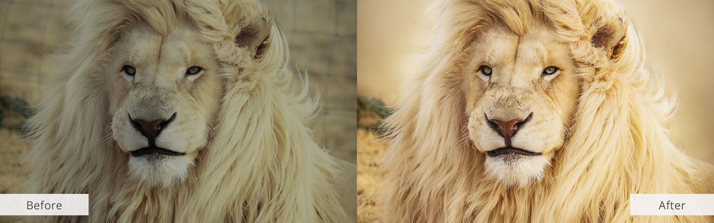 #1 Animal Photo Editor Services | Fixthephoto