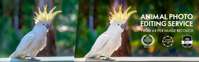 #1 Animal Photo Editor Services | Fixthephoto
